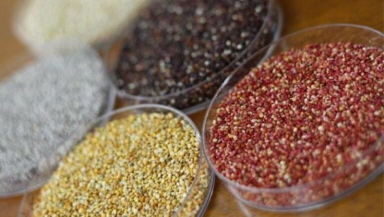 Conozca las propiedades nutricionales tienen la quinua, kiwicha y ...