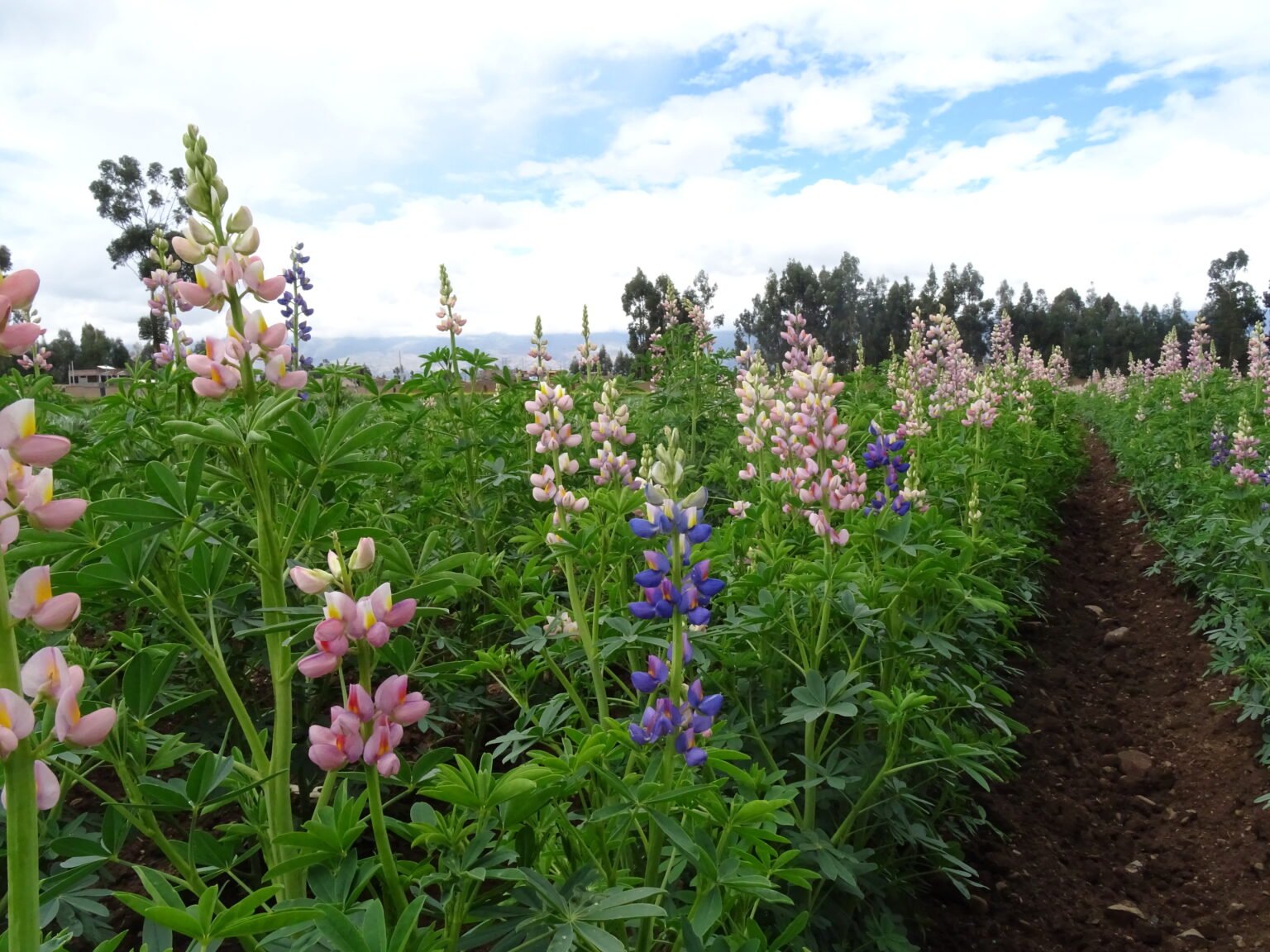 El tarwi o chocho, una joya alimentaria del Perú – Tu Diario Huánuco