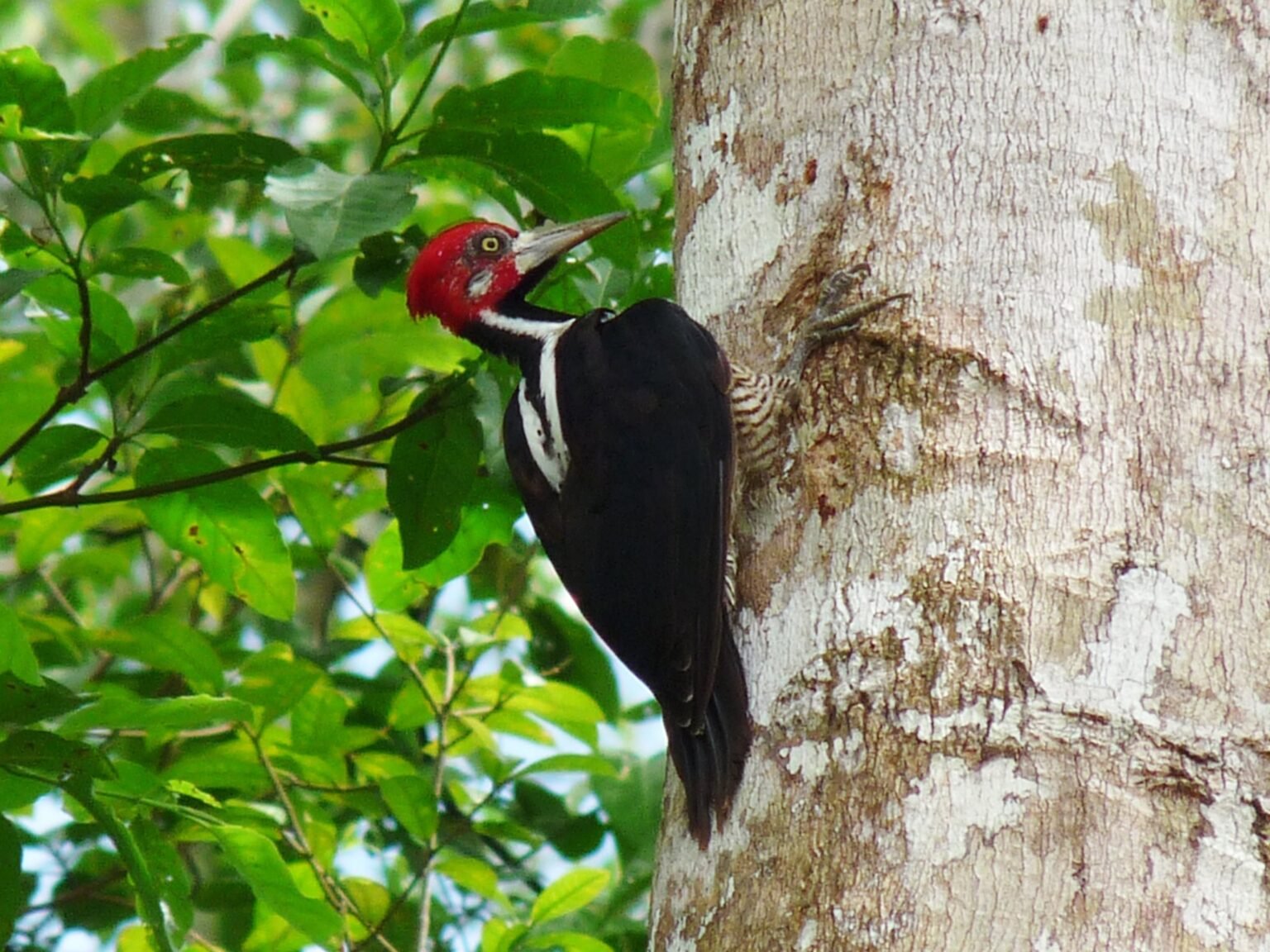 Parque Nacional Tingo María alberga 364 especies de aves – Tu Diario ...