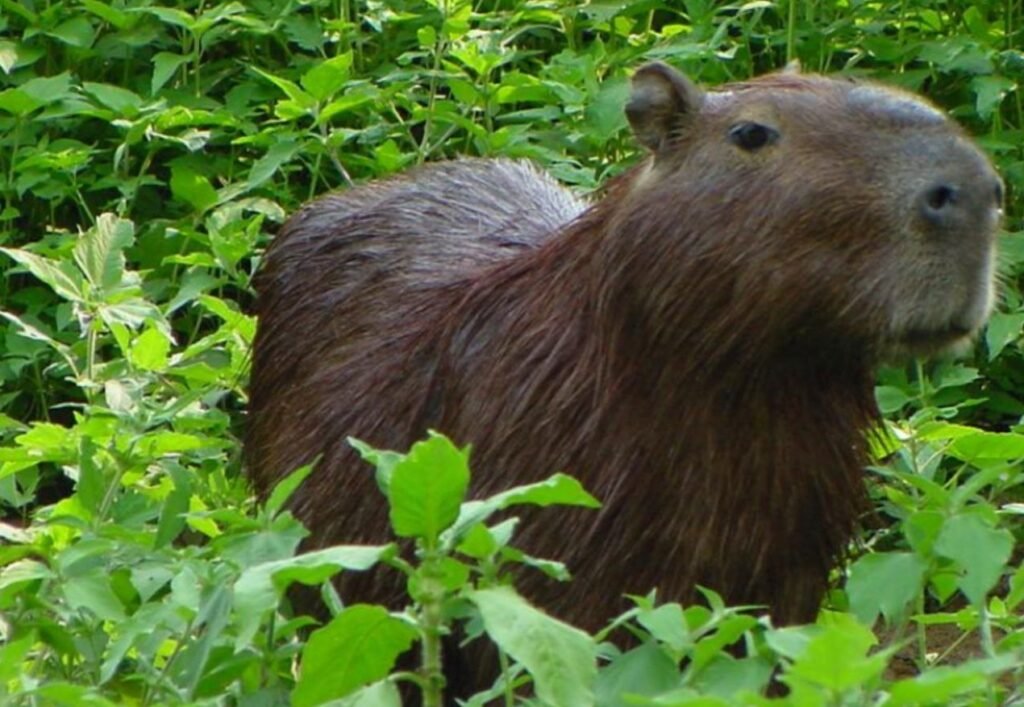 ¿Capibara o ronsoco? La especie amazónica que es sensación en redes ...
